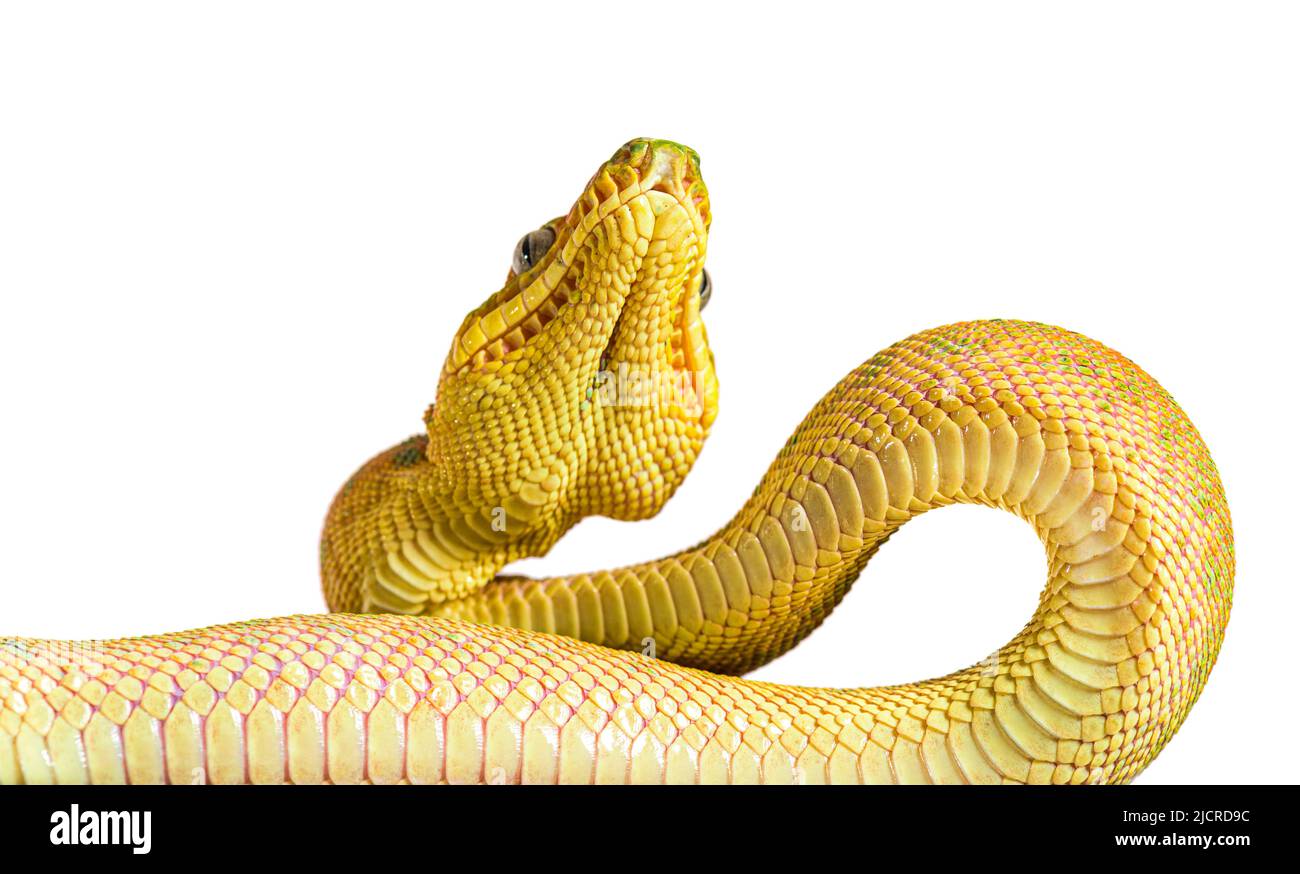 Juvenile Emerald tree boa Corallus caninus Stock Photo - Alamy