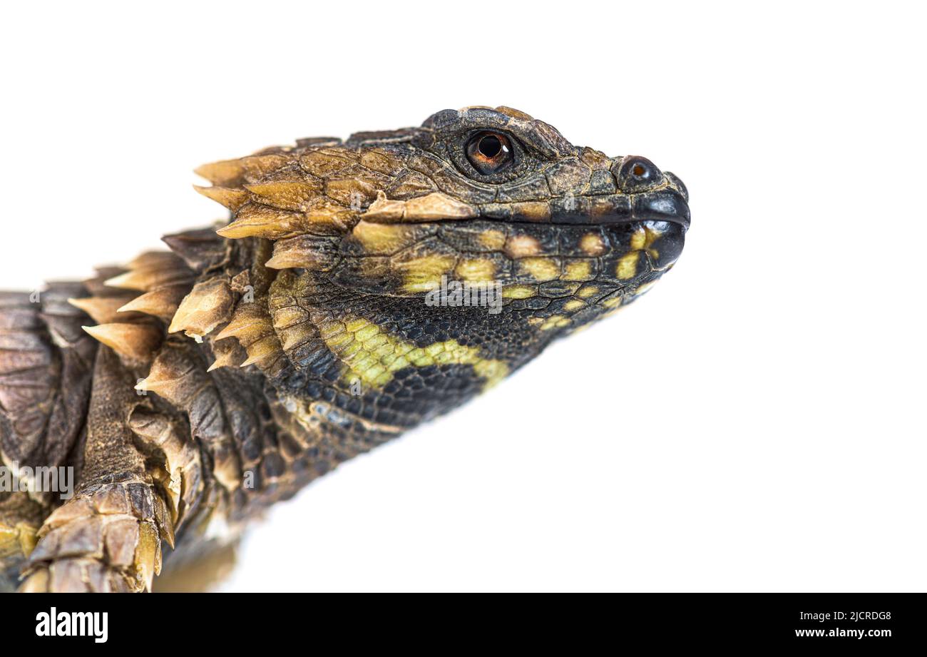 Head shot of Armadillo girdled lizard, Ouroborus cataphractus, Isolated ...