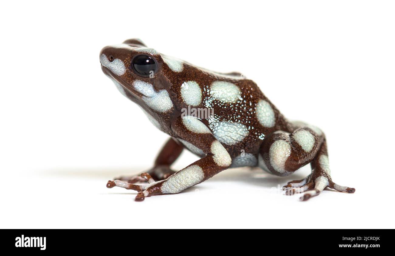 Maranon poison frog; dendro, Excidobates mysteriosus Stock Photo - Alamy