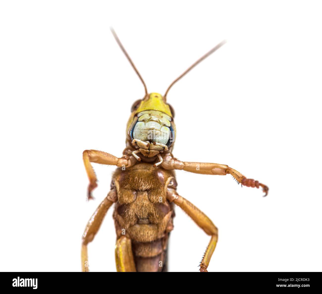 Adulte Desert locust view from below, Schistocerca gregaria, isolated ...