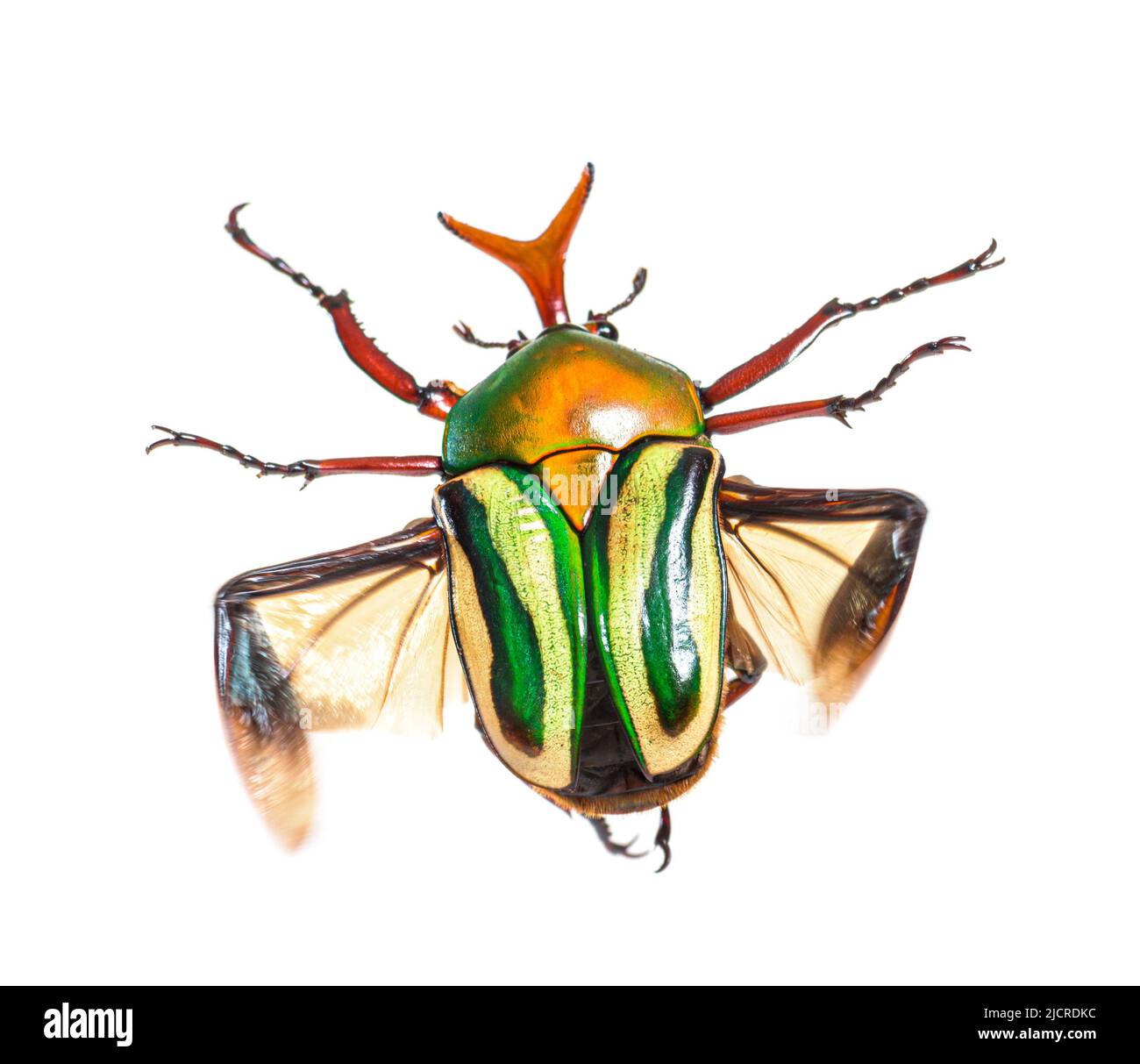 High view of Flamboyant flower beetle, Eudicella gralli species Stock ...