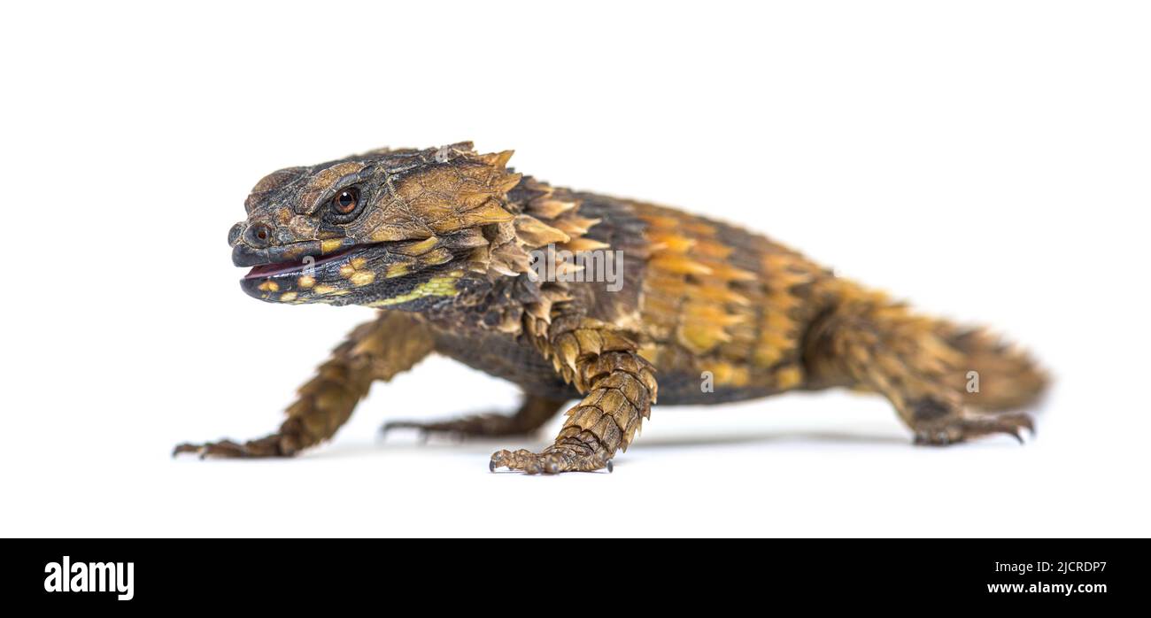 Armadillo girdled lizard, Ouroborus cataphractus, Isolated on white ...