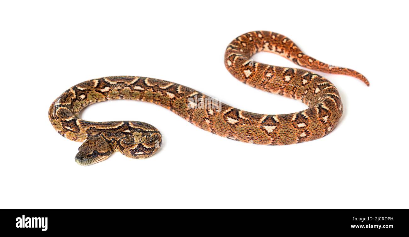 Young Madagascar tree boa, Sanzinia madagascariensis Stock Photo - Alamy