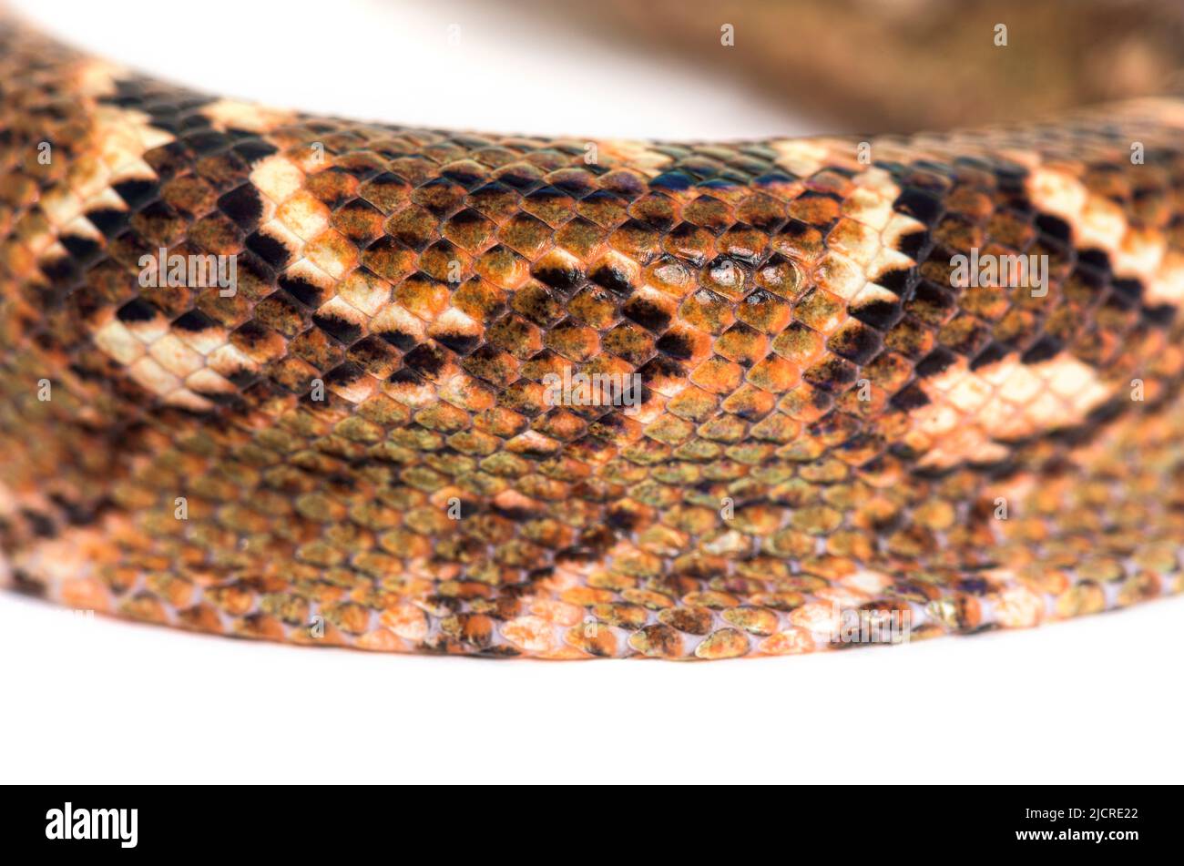 Skin detail of Young Madagascar tree boa, Sanzinia madagascariensis ...