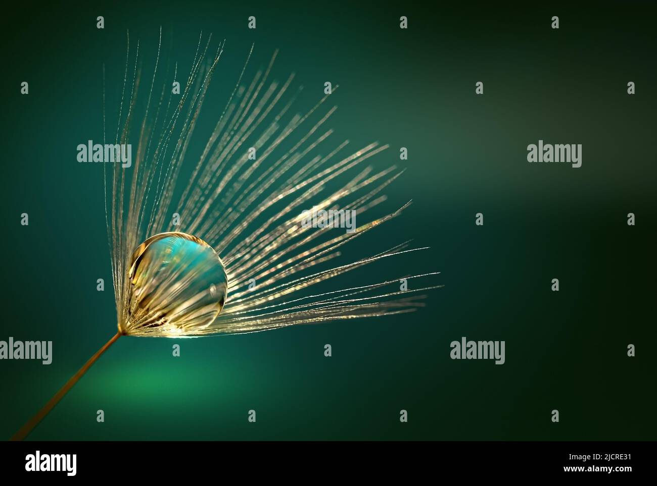 Big seed hi-res stock photography and images - Alamy
