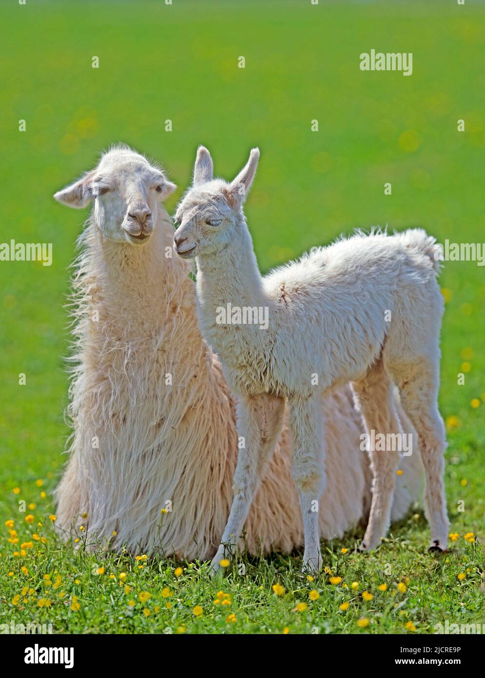 Llama lama glama pair hi-res stock photography and images - Alamy