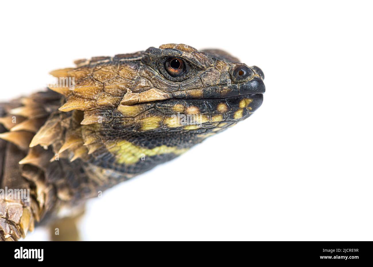 Head shot of Armadillo girdled lizard, Ouroborus cataphractus, Isolated ...