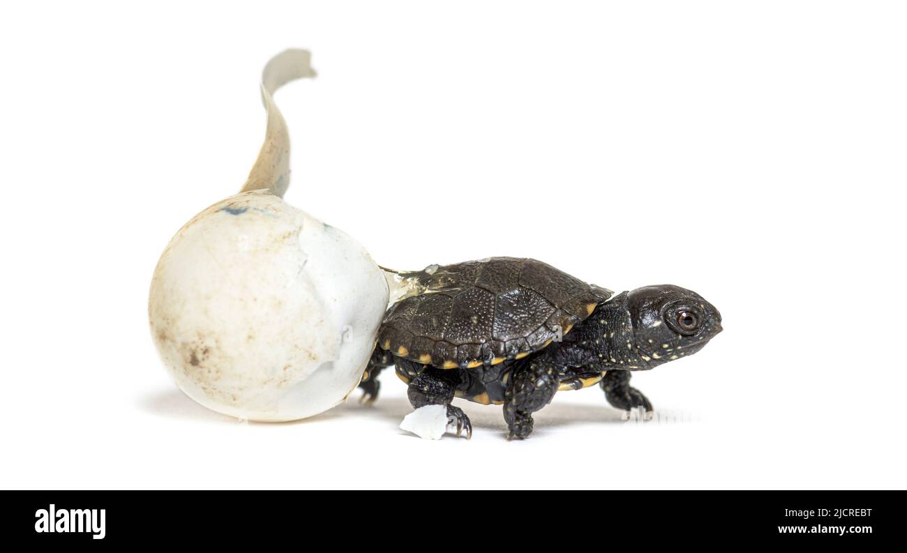 European pond turtle hatching from its egg, Isolated on white Stock ...