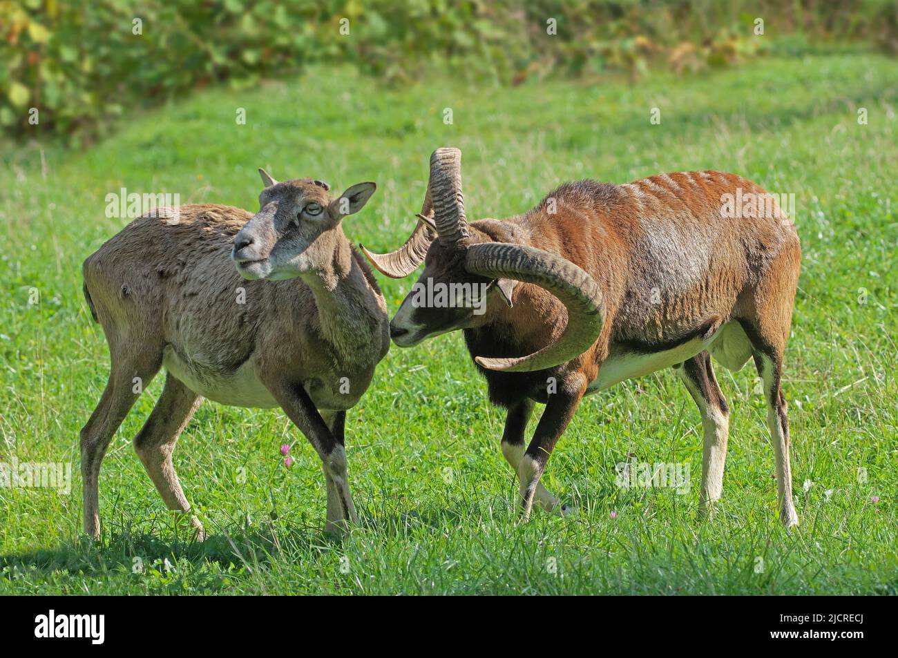 Ovis aries musimon female male hi-res stock photography and images - Alamy