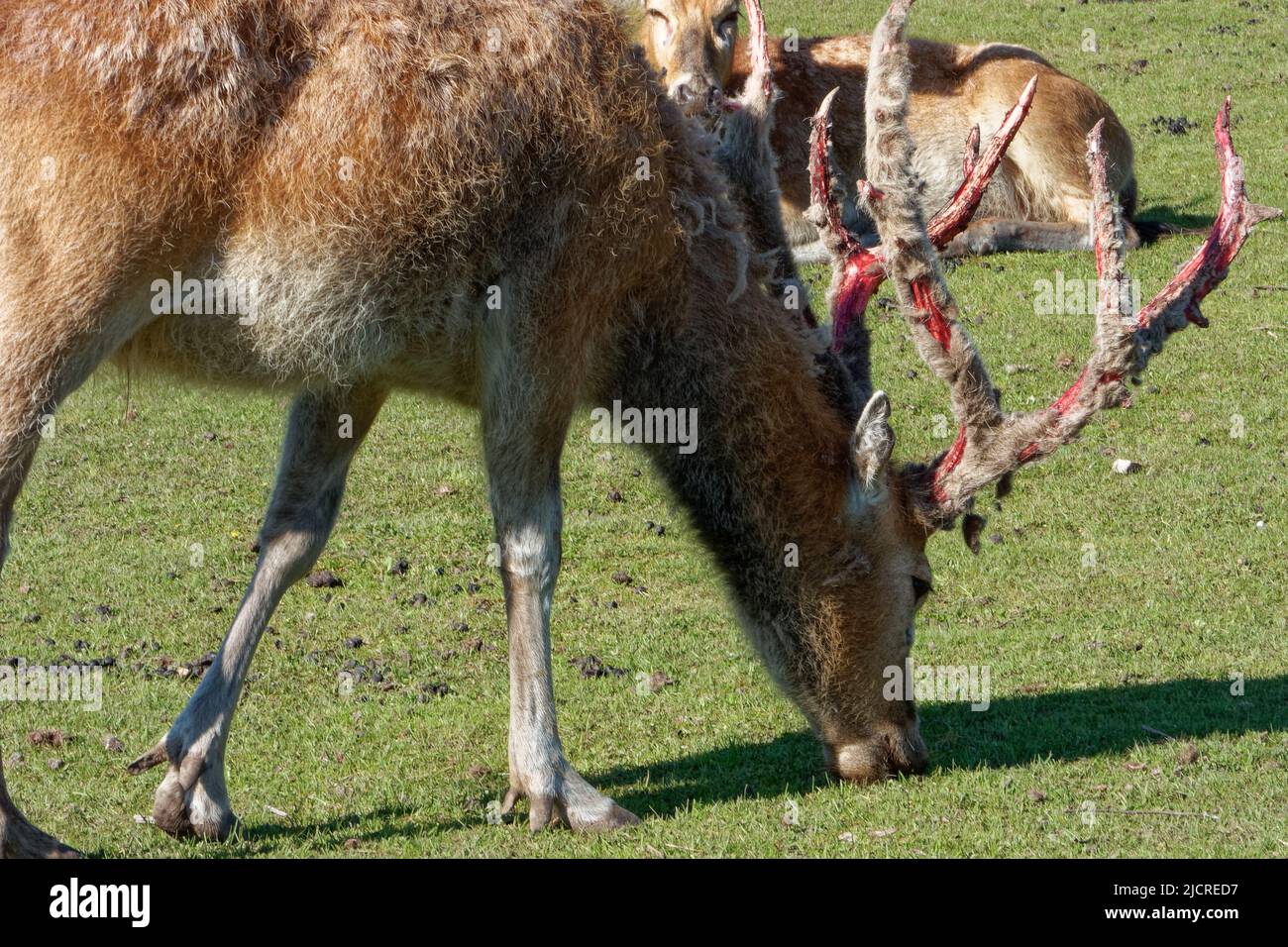 Pere David's deer (Elaphurus davidianus), also known as the milu, male ...