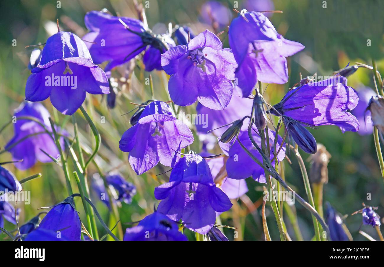 Scottish Bluebell (Campanula rotundifolia), flowers in backlight ...