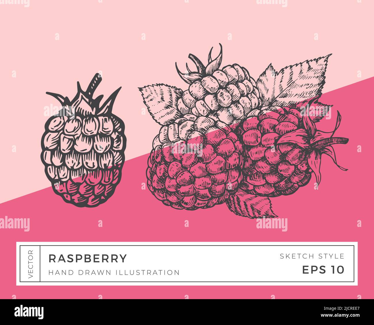 Hand Drawn Vector Raspberry Berries Illustration. Vegan Plant Based ...