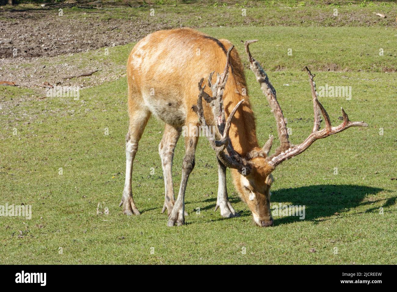 Pere David's deer (Elaphurus davidianus), also known as the milu, male ...