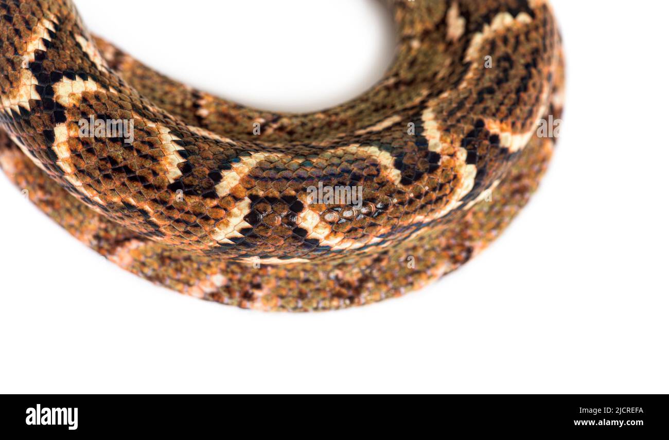 Skin detail of Young Madagascar tree boa, Sanzinia madagascariensis ...