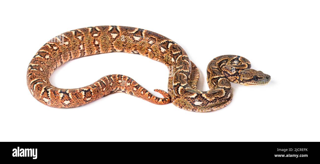 Young Madagascar tree boa, Sanzinia madagascariensis Stock Photo - Alamy