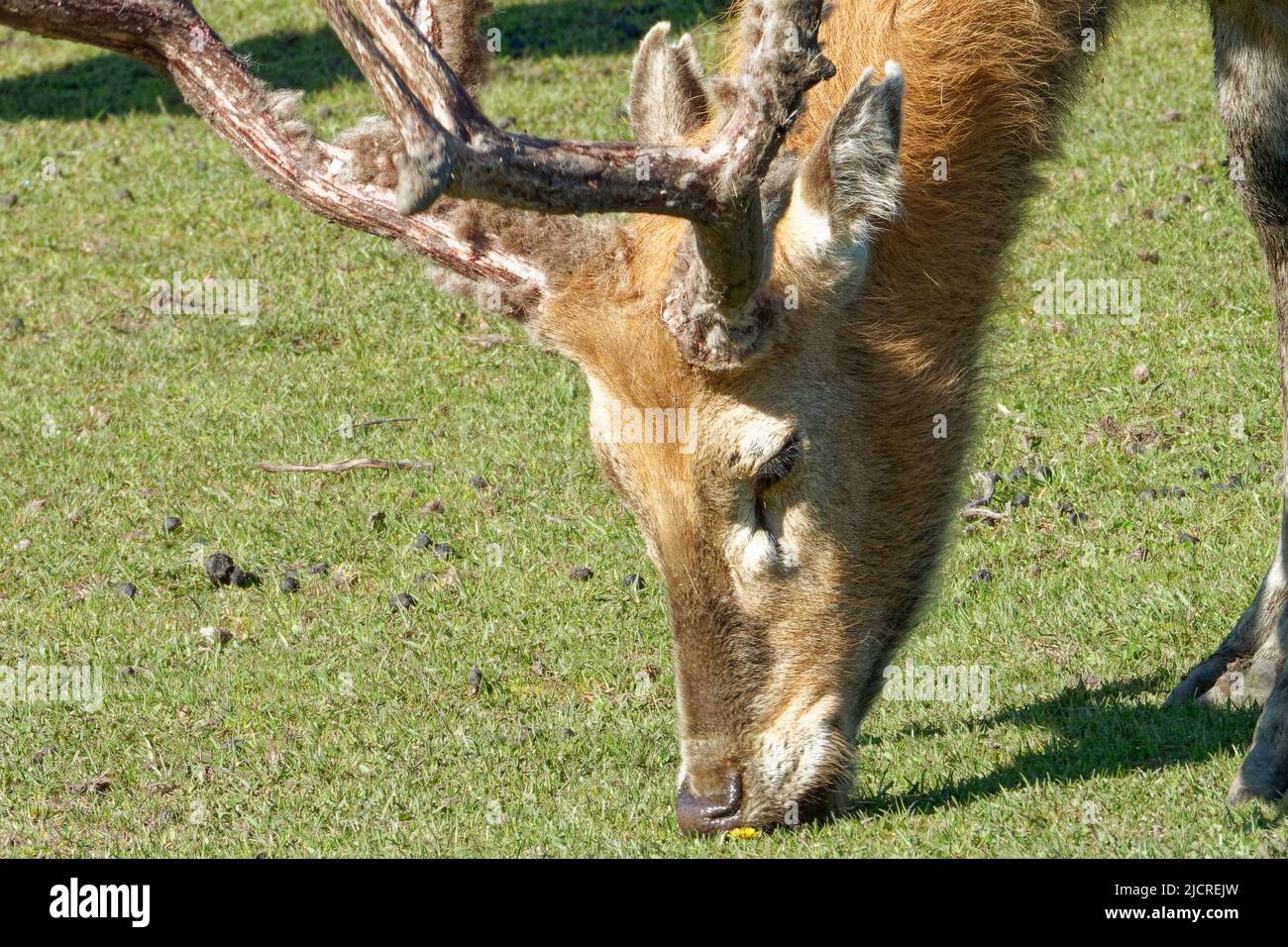 Pere David's deer (Elaphurus davidianus), also known as the milu, male ...