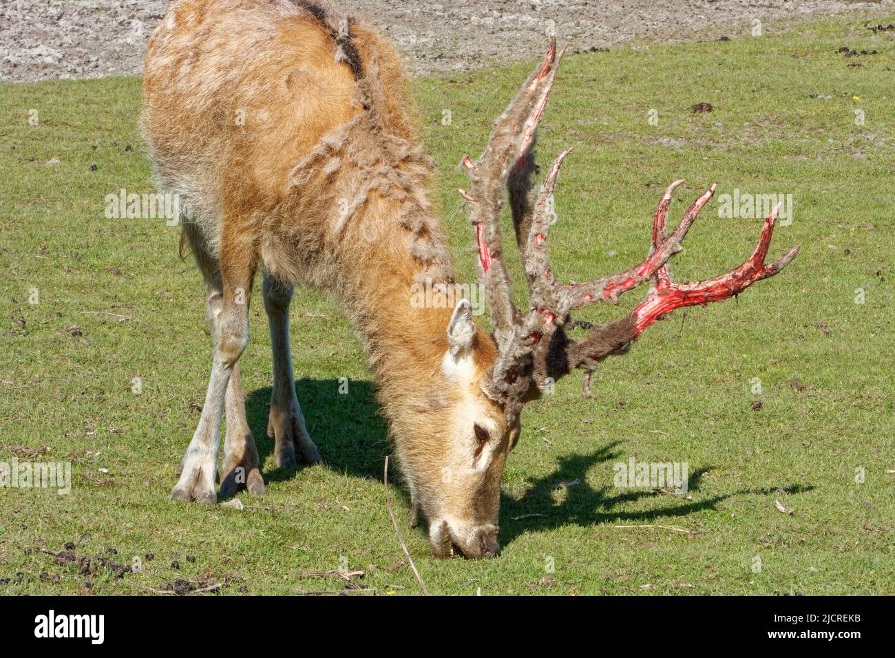 Pere David's deer (Elaphurus davidianus), also known as the milu, male ...