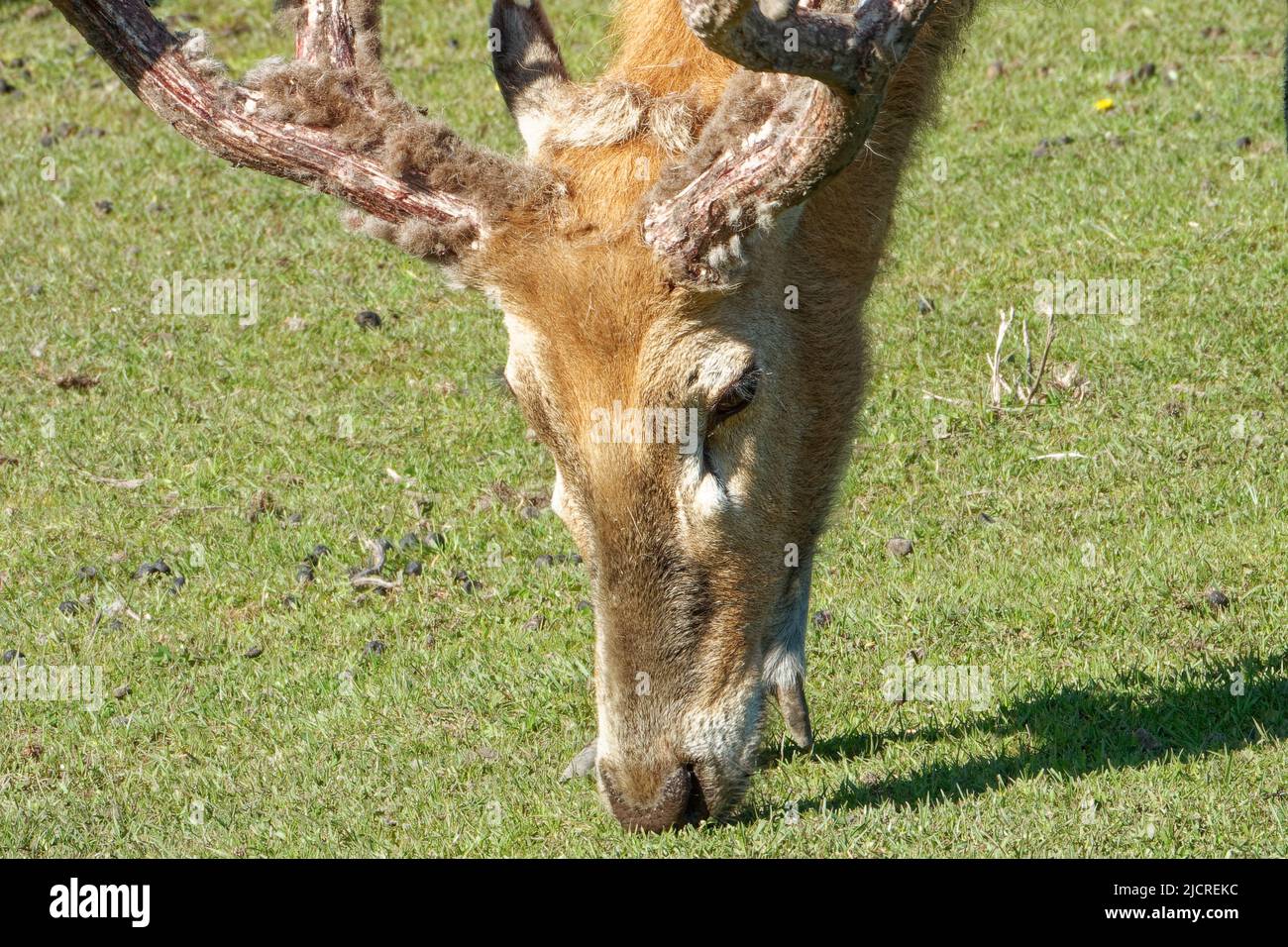 Pere David's deer (Elaphurus davidianus), also known as the milu, male ...