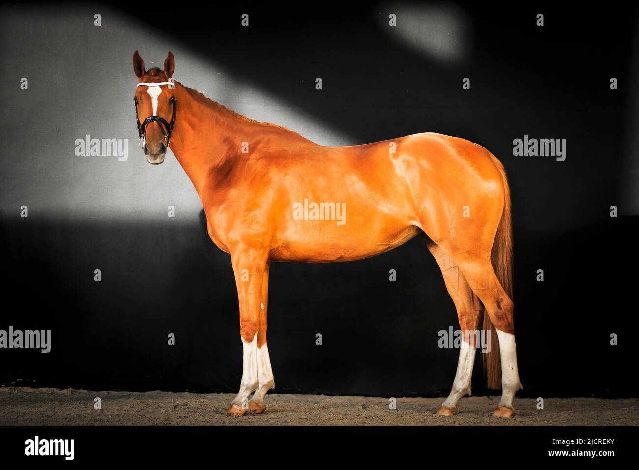 Trakehner. Chestnut juvenile mare standing, seen side-on. Austria Stock ...