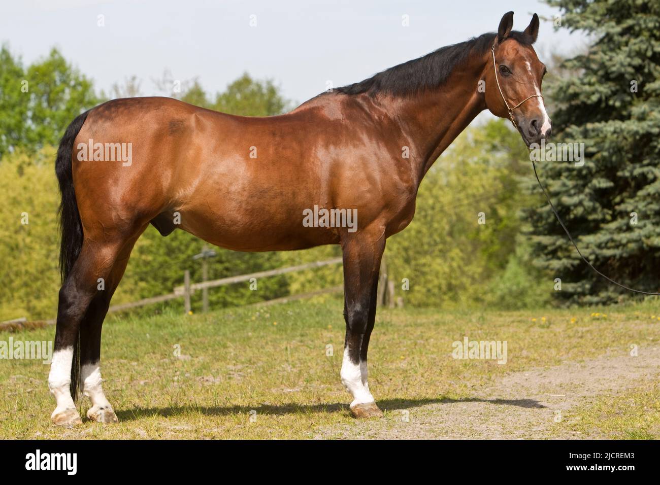 Russian Trakehner. Bay adult standing, seen side-on Stock Photo - Alamy