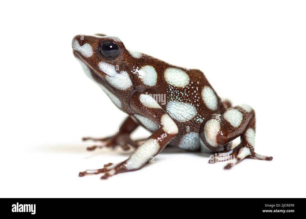 Maranon poison frog; dendro, Excidobates mysteriosus Stock Photo - Alamy