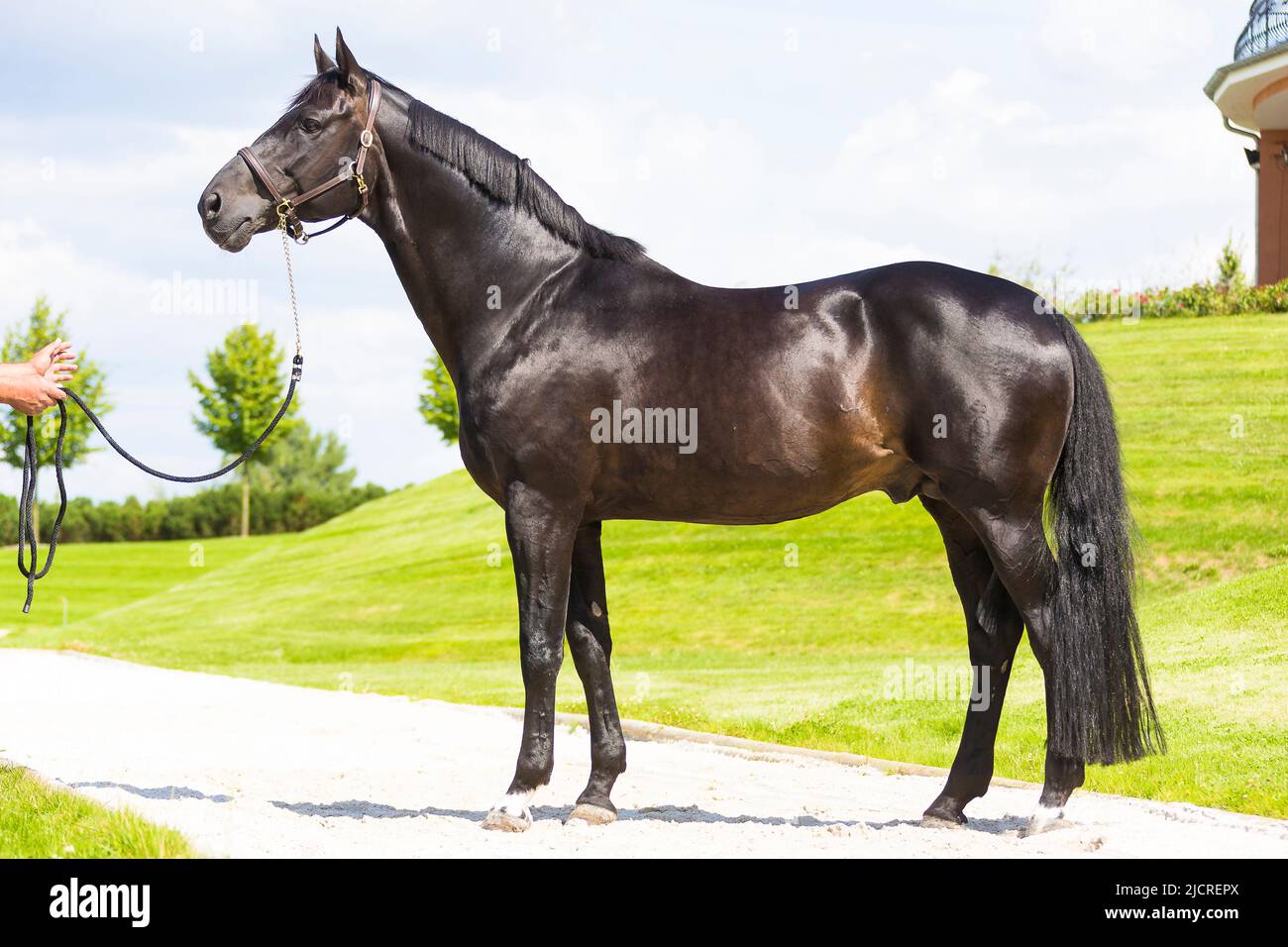 Oldenburg Horse. Bay stallion standing, seen side-on. Germany Stock ...