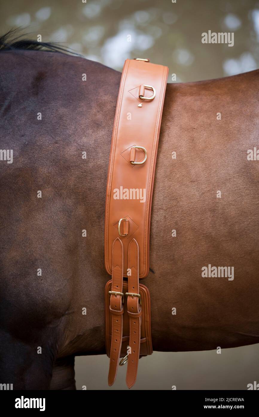 Surcingle, roller around a horse's girth. Germany Stock Photo - Alamy