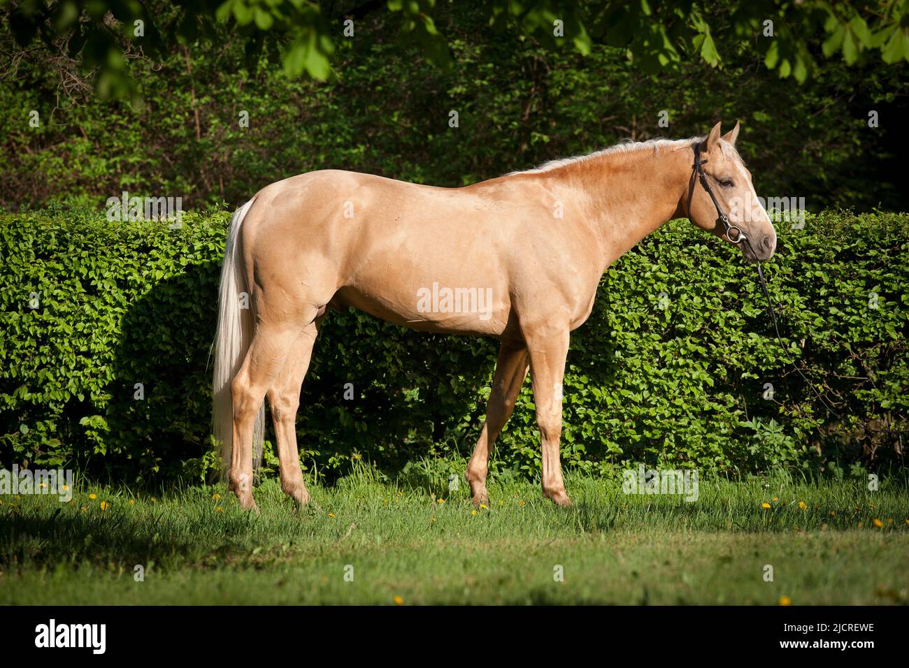 Kinsky Horse. Palomino stallion standing, seen side-on Stock Photo - Alamy