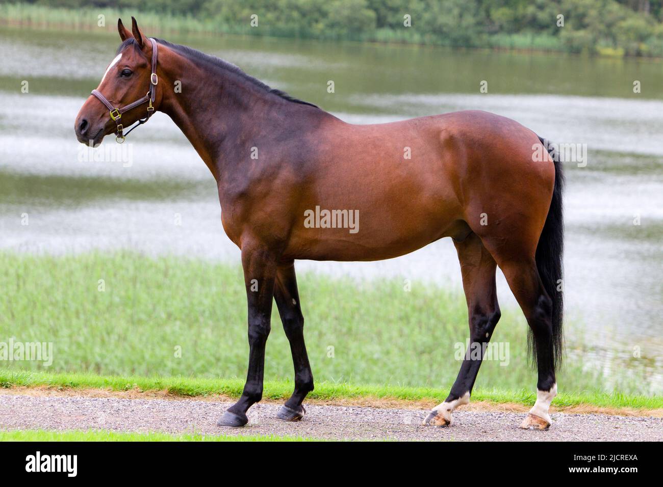 Irish Sport Horse. Bay adult standing, seen side-on. Ireland Stock ...