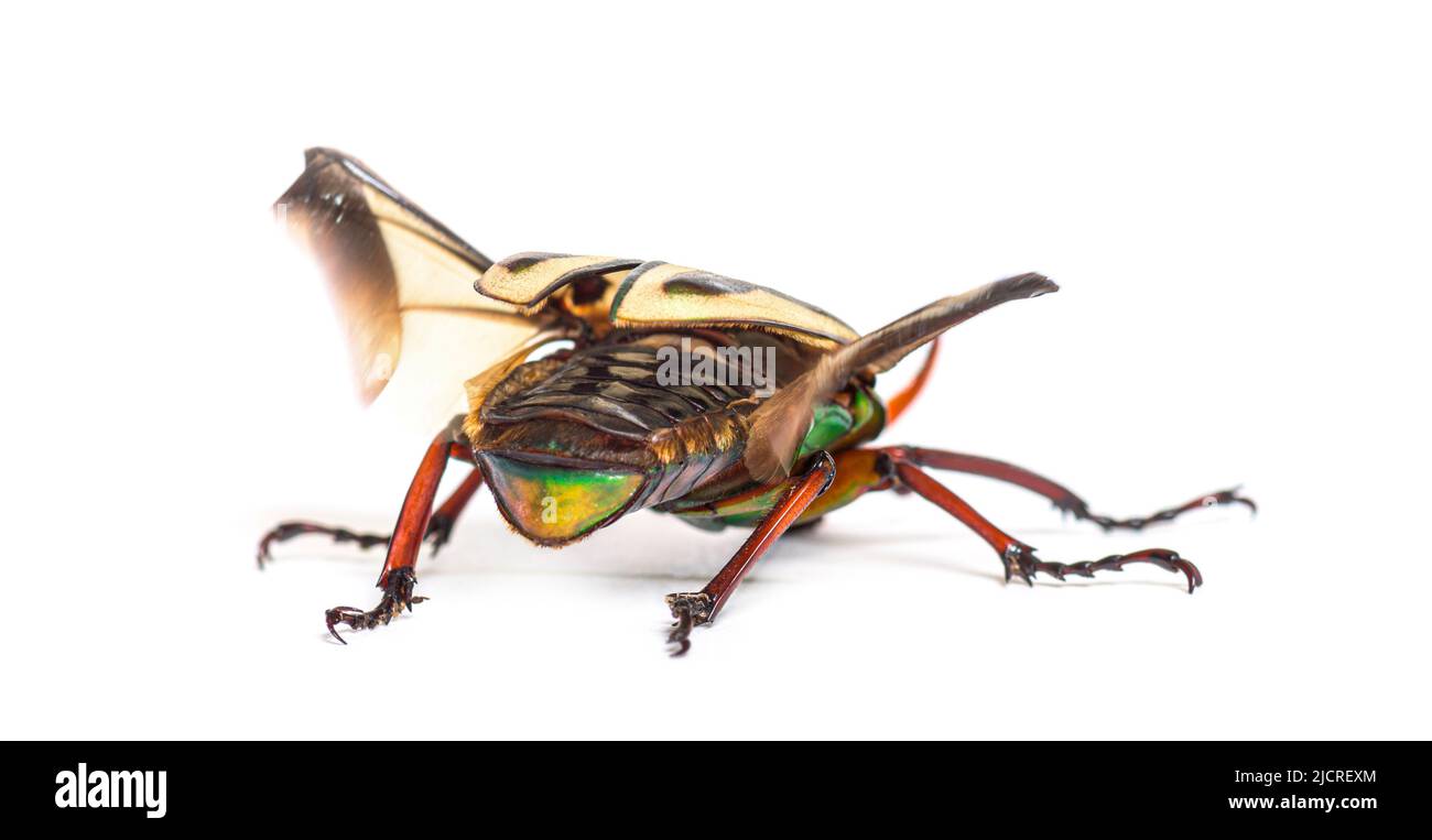 Flamboyant flower beetle, Eudicella gralli species Stock Photo - Alamy