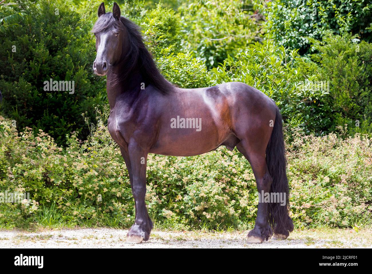 Friesian horse standing on hi-res stock photography and images - Alamy