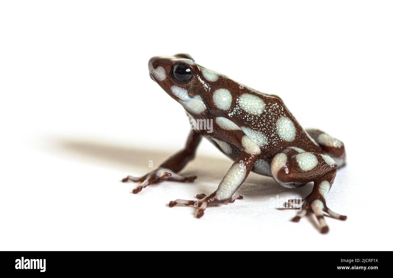 Maranon poison frog; dendro, Excidobates mysteriosus Stock Photo - Alamy
