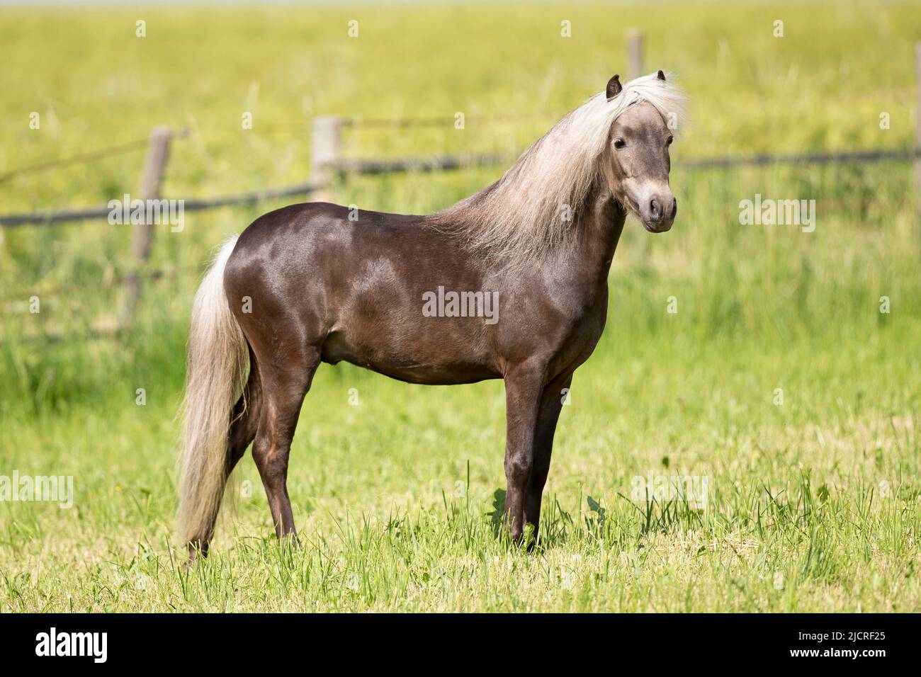 German Classic Pony. Muddy dun stallion standing, seen side-on. Germany ...