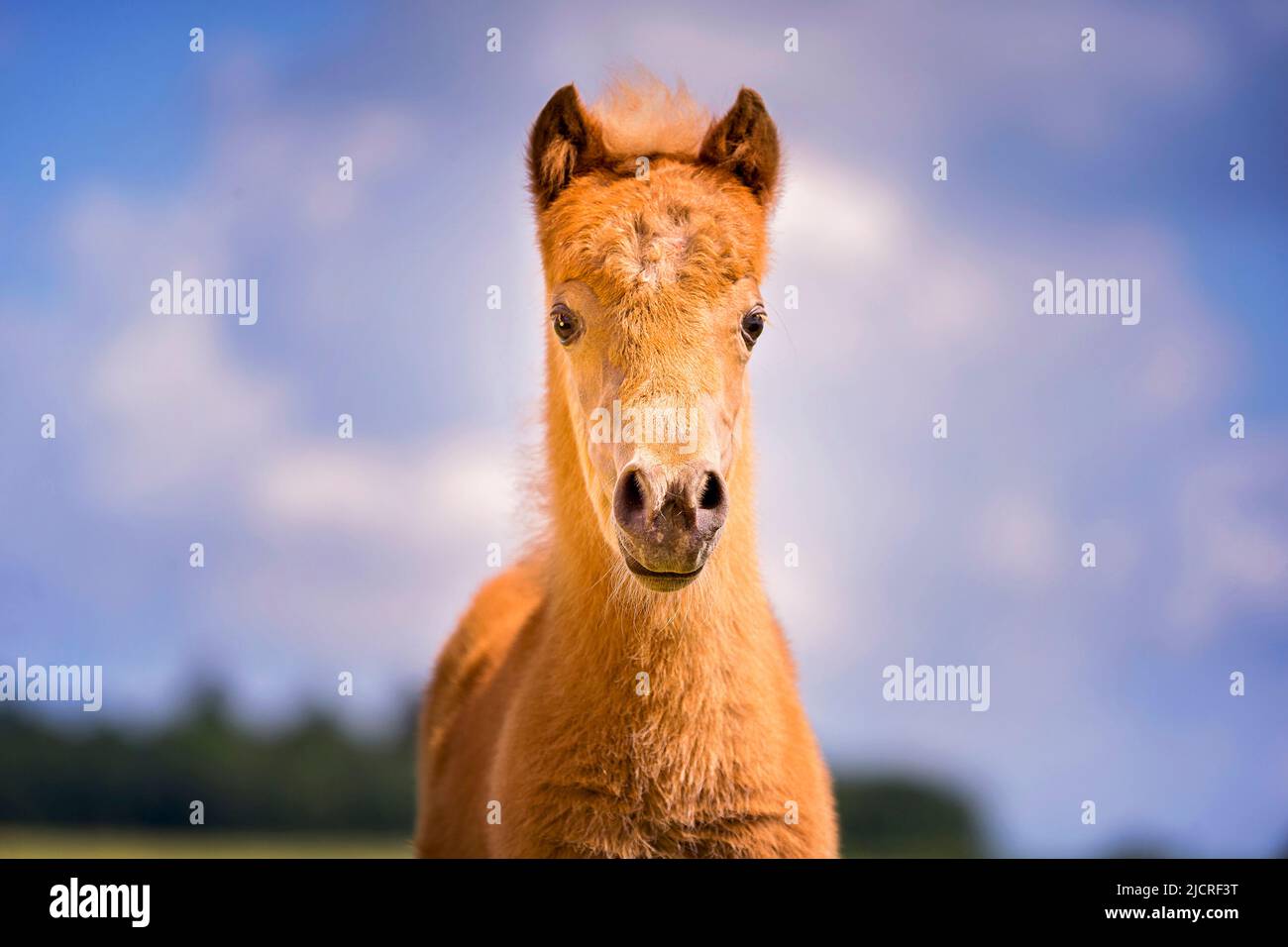 German classic pony horse hi-res stock photography and images - Alamy