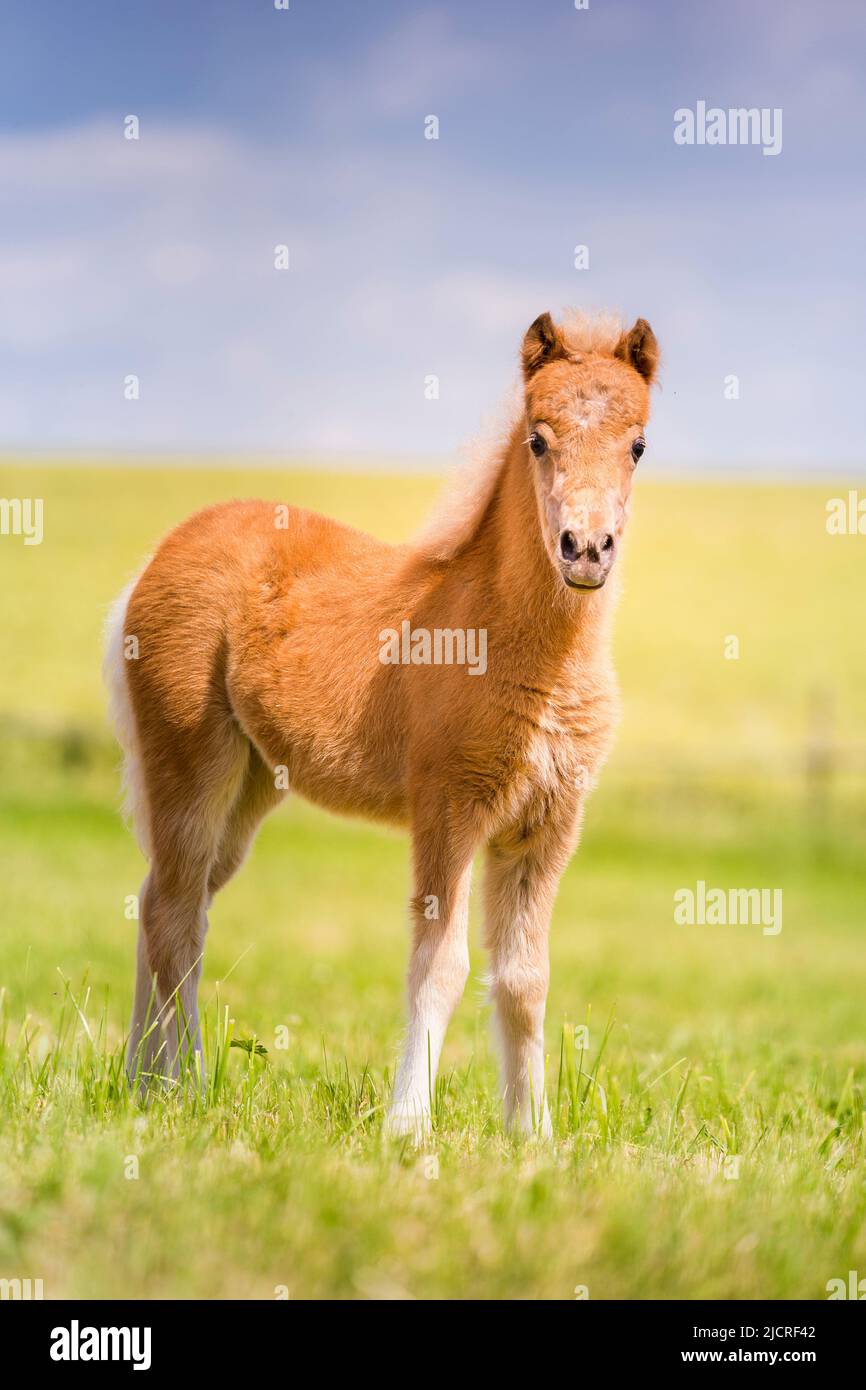 German classic pony horse hi-res stock photography and images - Alamy