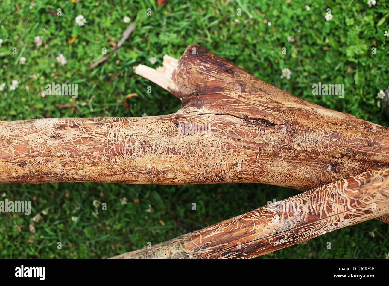 Closeup damaged bark trees hi-res stock photography and images - Alamy
