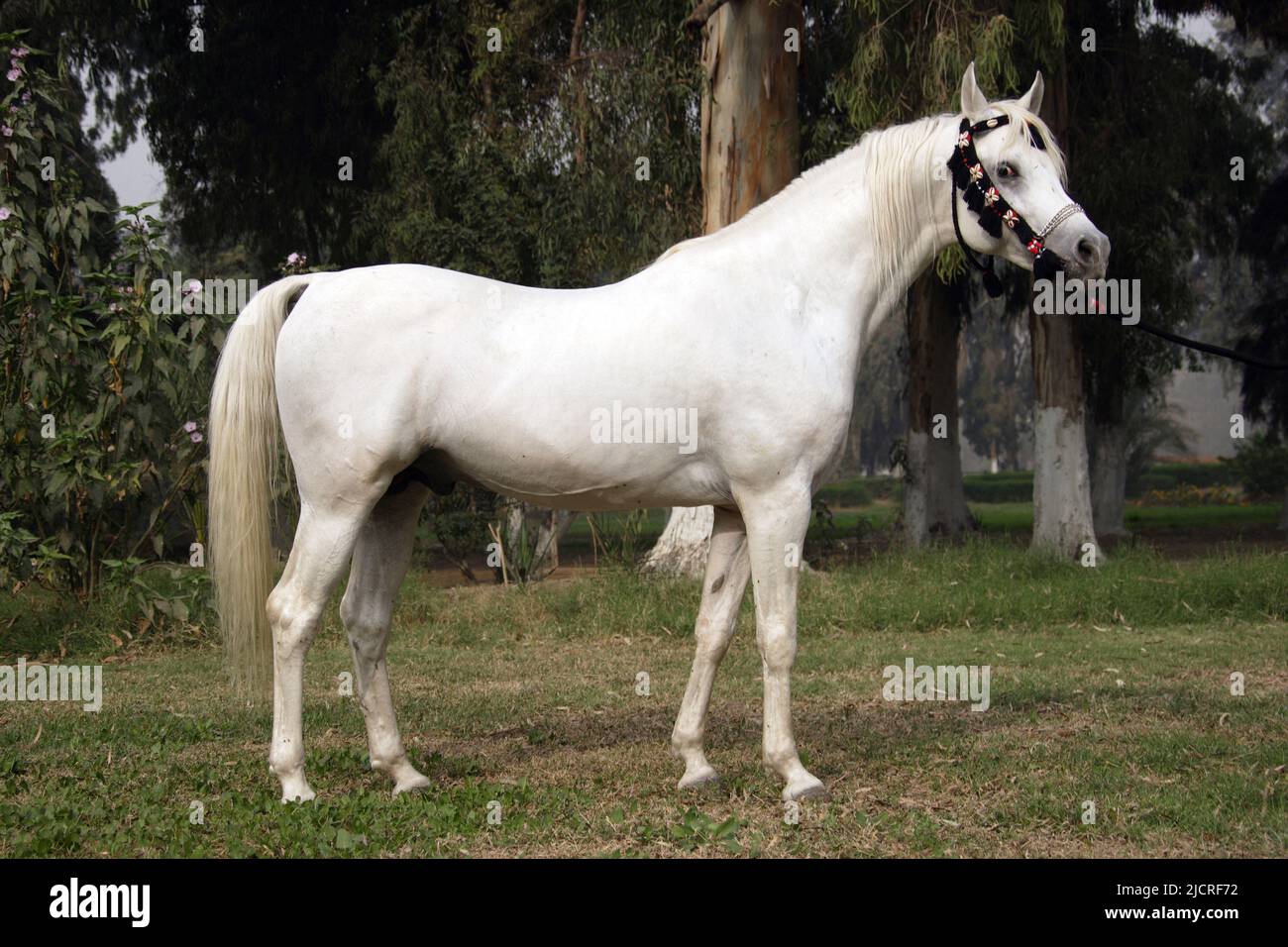 Mammal domestic domestic animal purebred hi-res stock photography and ...