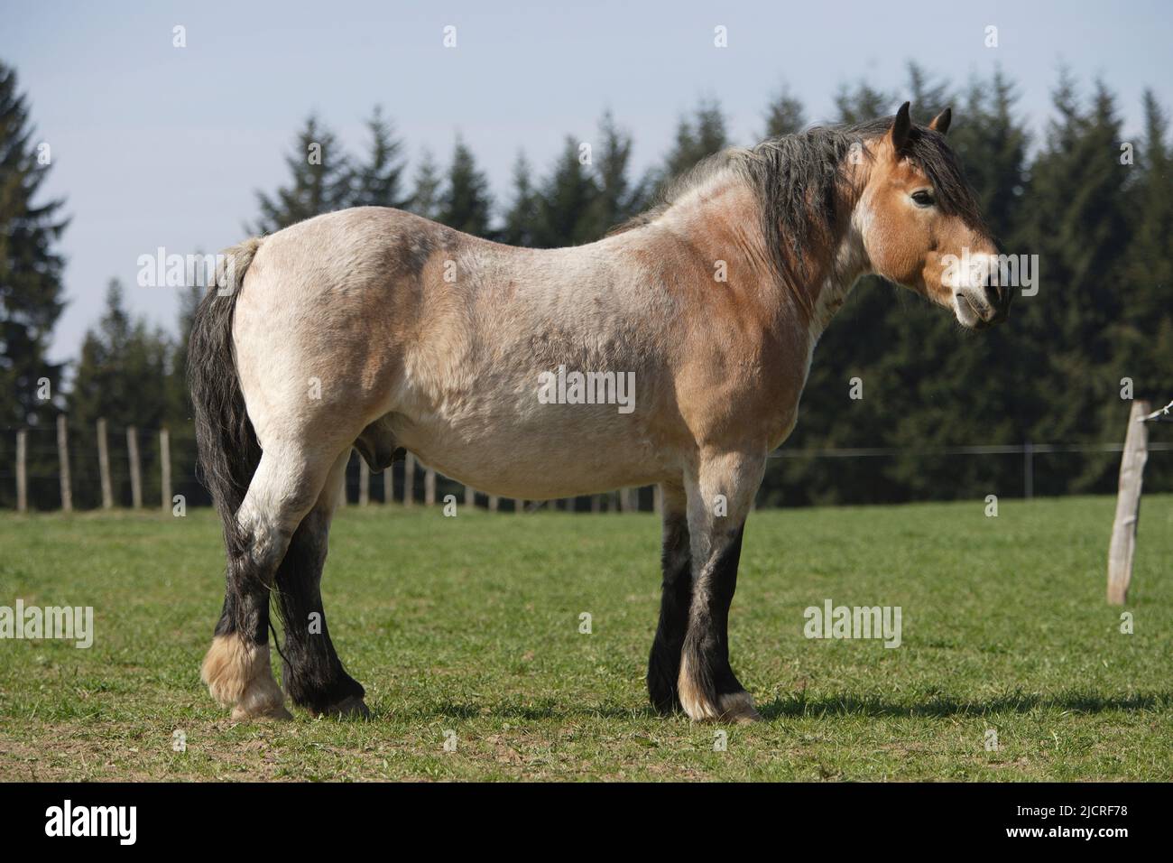 Strawberry Roan Horse Jumping