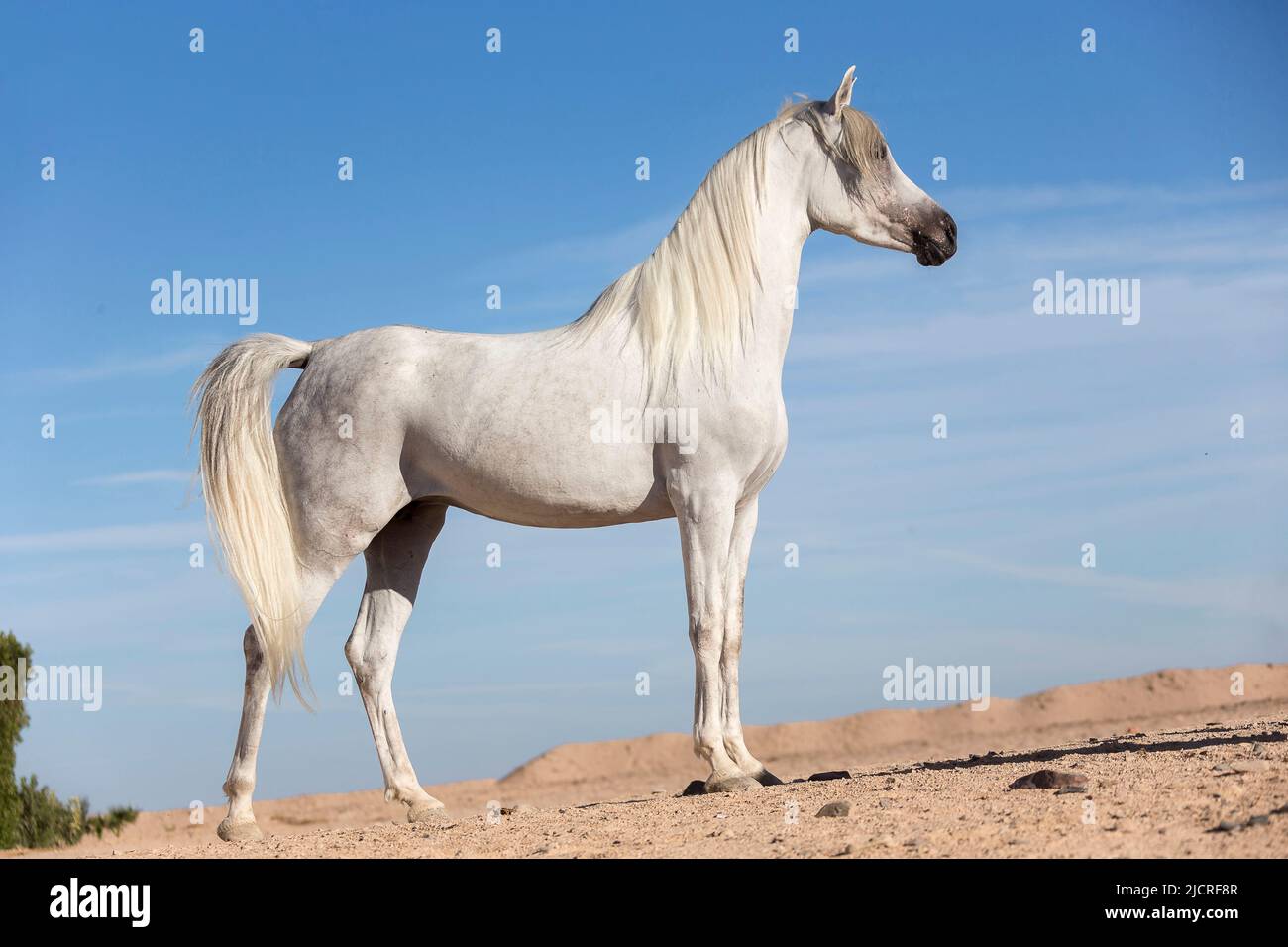 Arabian horse mare side hi-res stock photography and images - Alamy