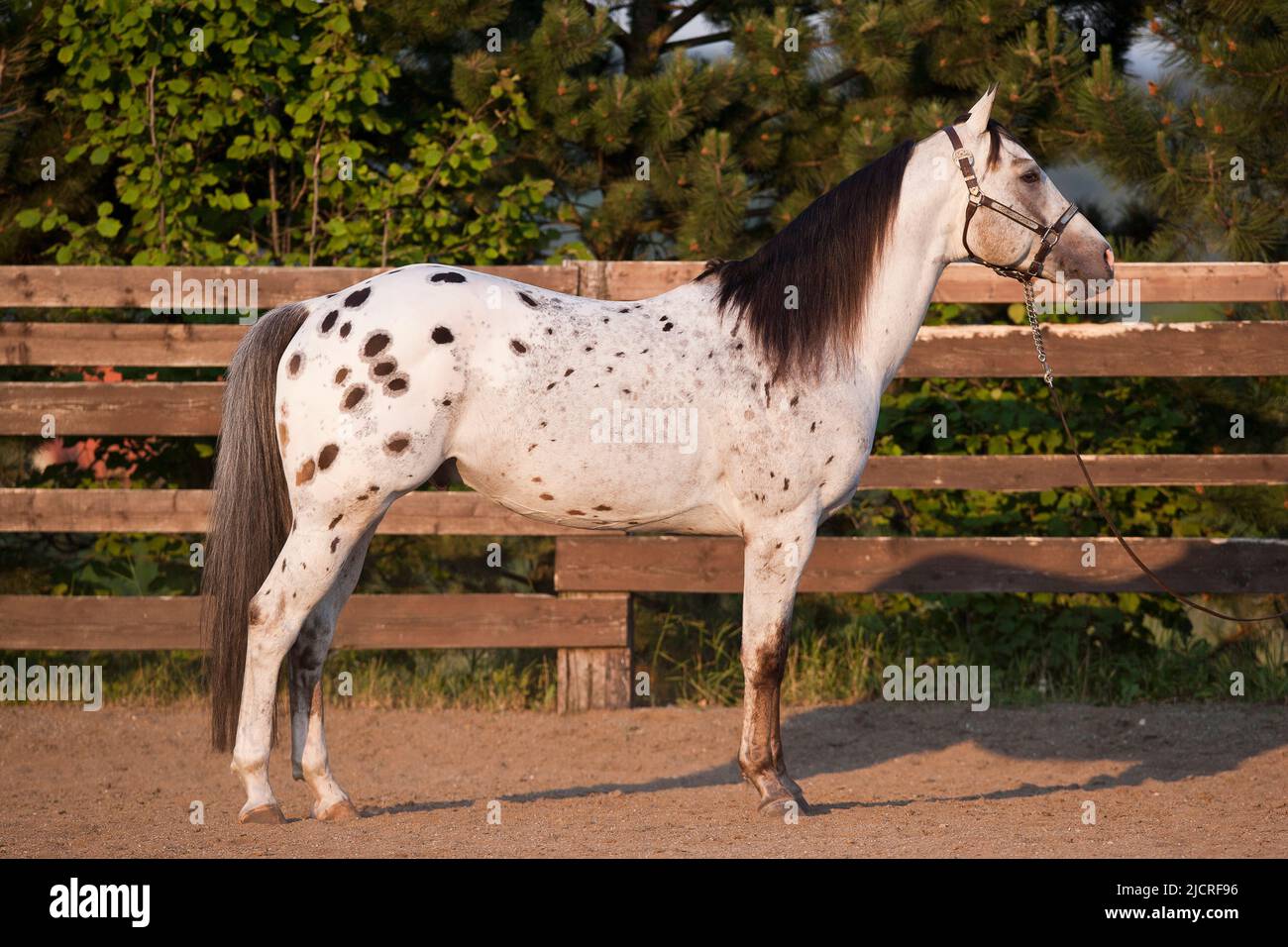 Appaloosa. Leopard-spotted stallion standing, seen side-on. Germany ...