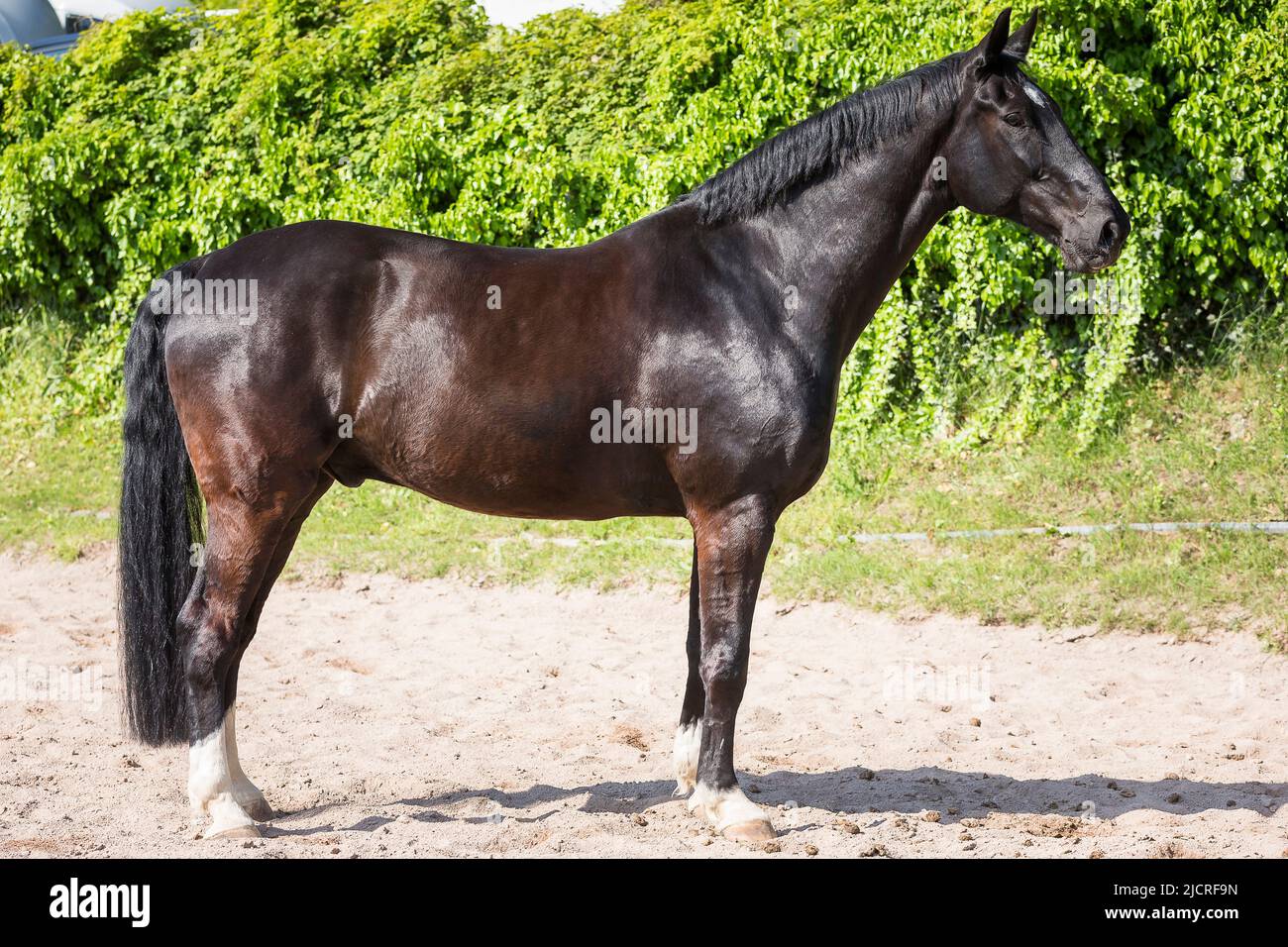 Oldenburg Horse. Black gelding standing, seen side-on. Germany Stock ...