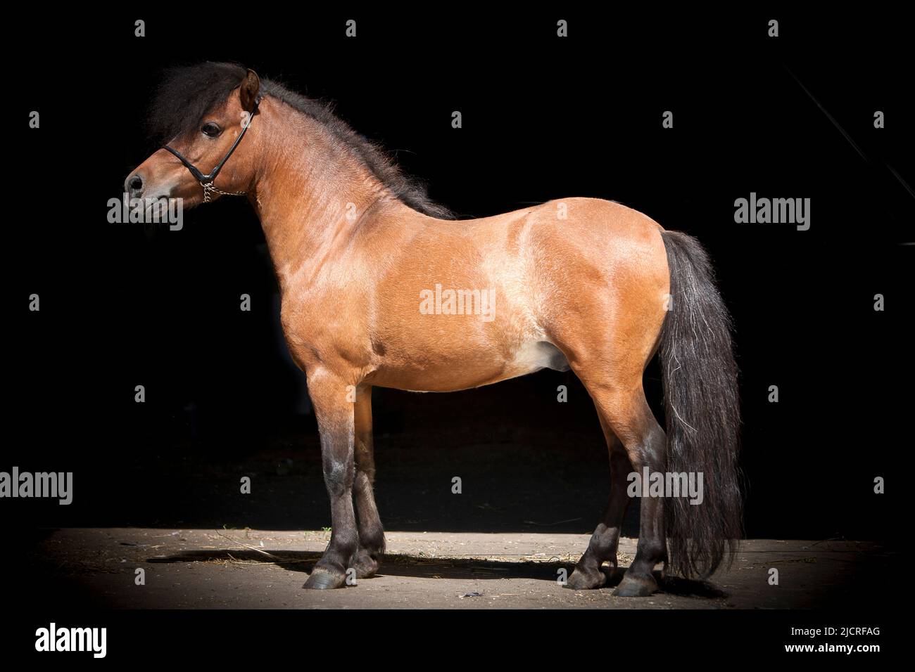 American Miniature Horse. Bay stallion standing, seen side-on. Germany ...