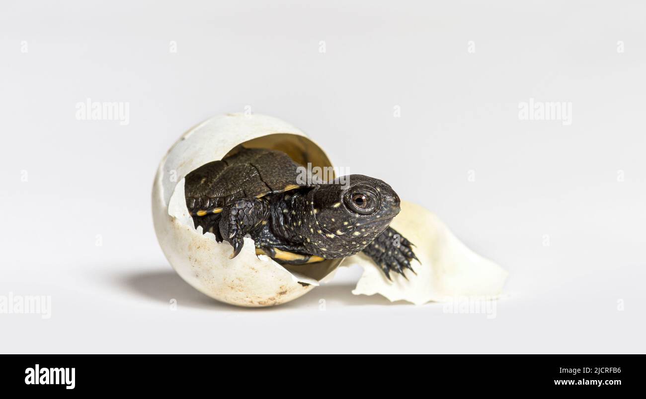 Turtle Eggs Hatching