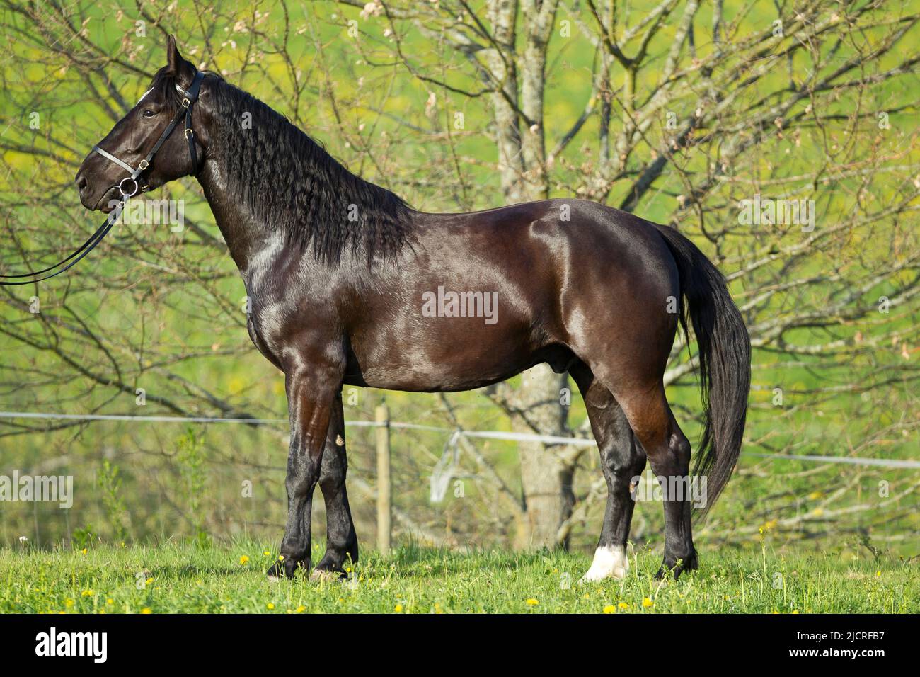 Oldenburg Horse. Black gelding standing, seen side-on. Germany Stock ...