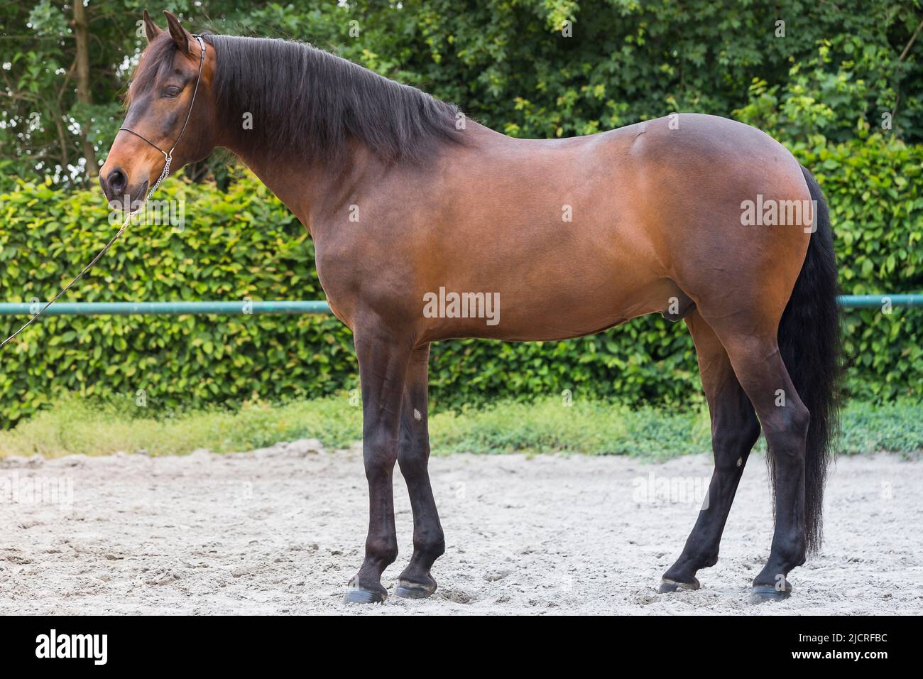 Alter Real. Bay gelding standing, seen side-on. Germany Stock Photo - Alamy