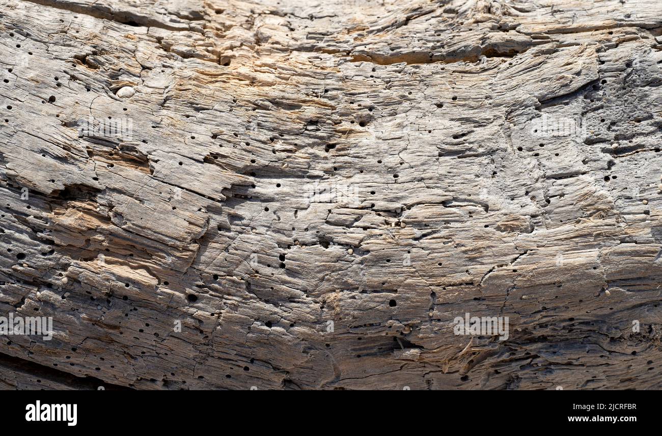 Old cracked pine tree trunk texture Stock Photo - Alamy