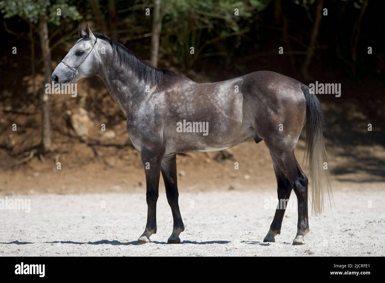 Akhal-Teke. Dapple-grey adult standing, seen side-on. Germany Stock ...