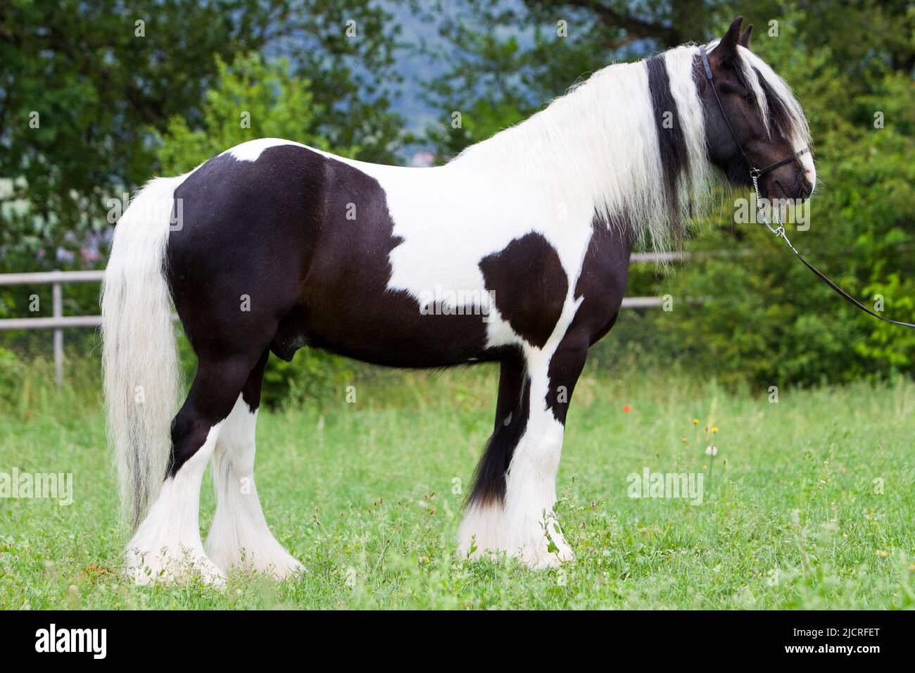 Black and white cob horse hi-res stock photography and images - Alamy