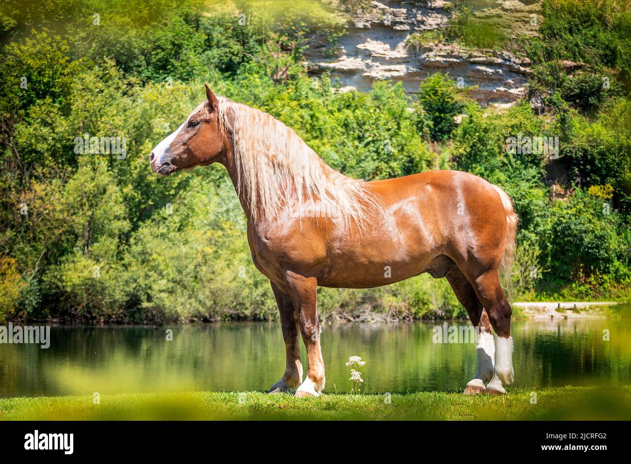Black forest cold blood hi-res stock photography and images - Alamy