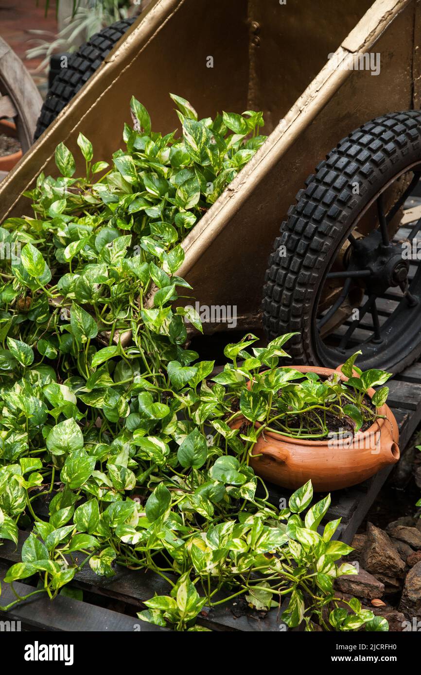 Generic nature plants - garden decoration with recycled elements Stock ...